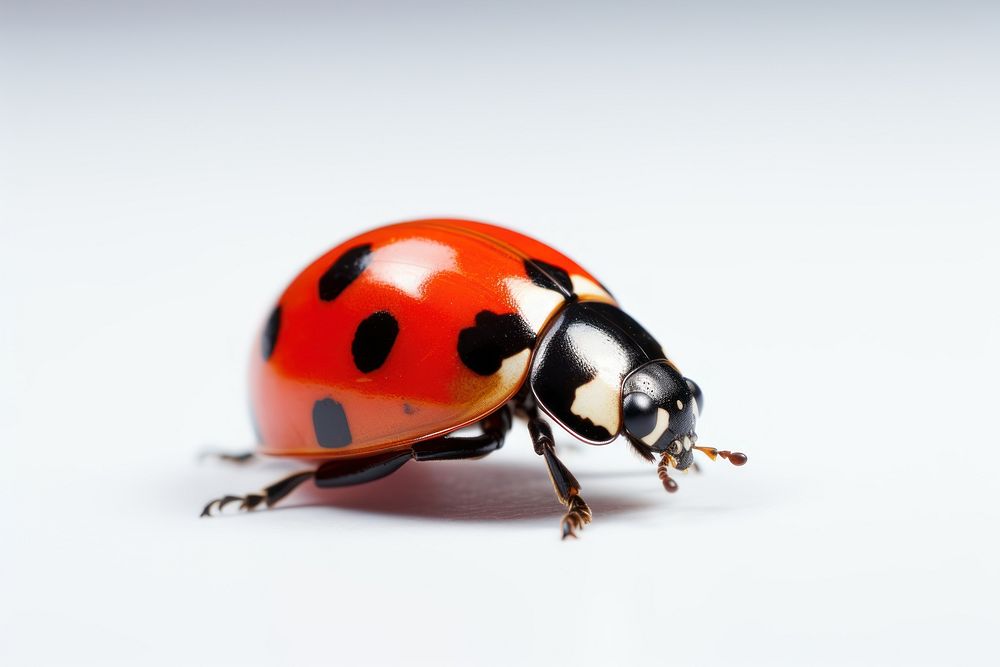 Animal insect white background invertebrate. | Free Photo - rawpixel