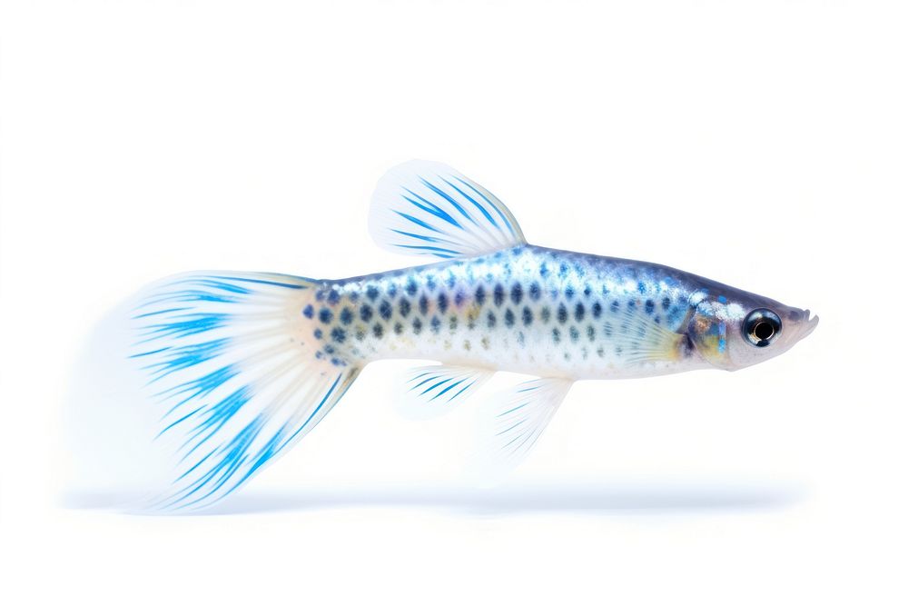 Fish animal white background underwater. | Free Photo - rawpixel