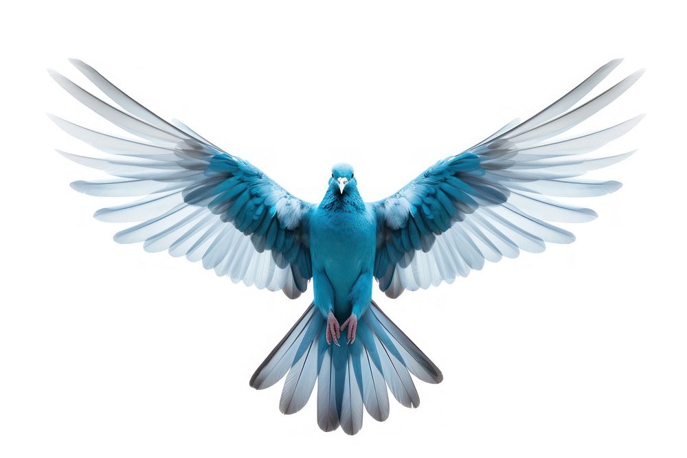 Animal flying bird blue. | Premium Photo - rawpixel