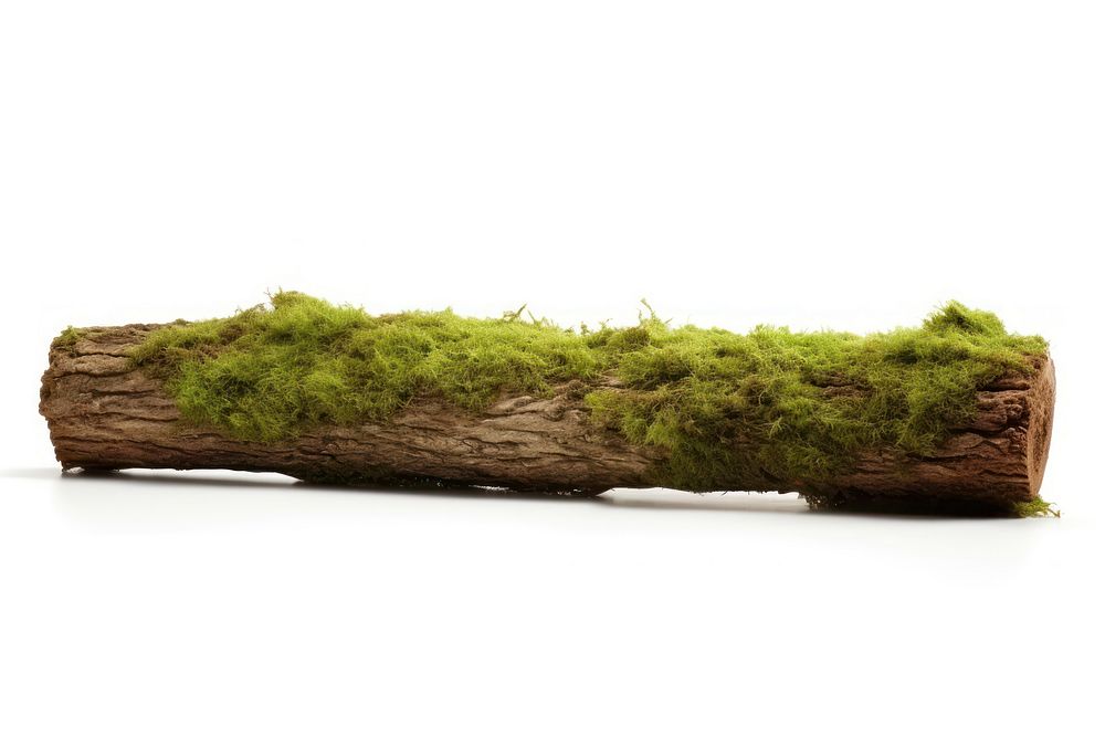 Moss plant tree log. AI | Premium Photo - rawpixel
