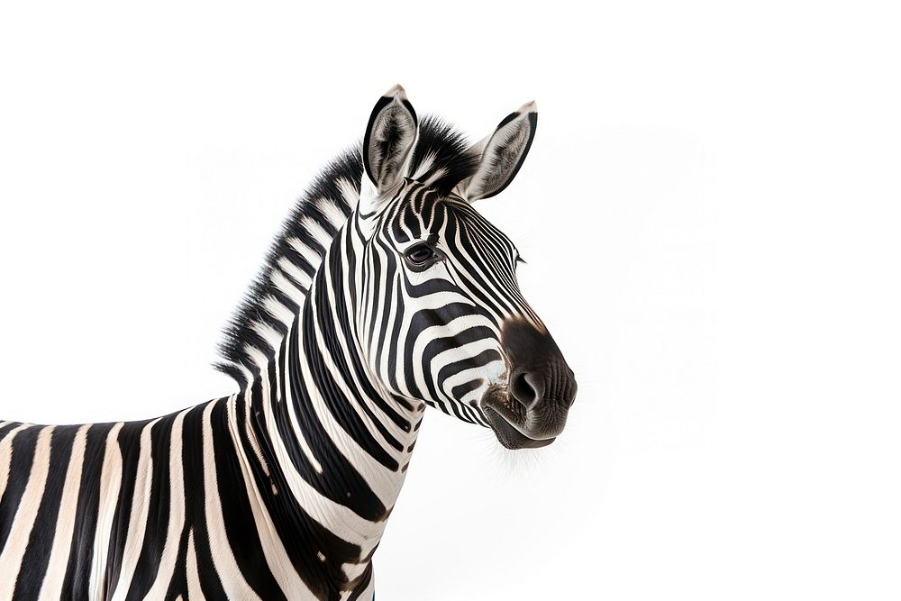 Zebra wildlife portrait animal. | Free Photo - rawpixel