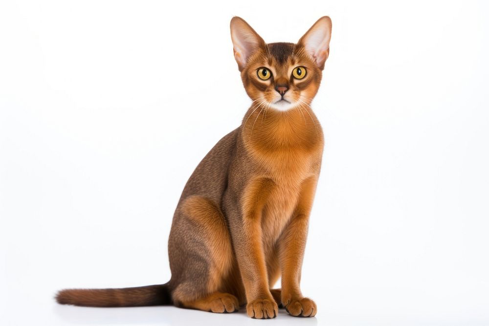 Abyssinian animal mammal pet. AI | Premium Photo - rawpixel