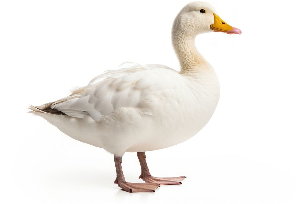 Animal goose white bird. | Premium Photo - rawpixel