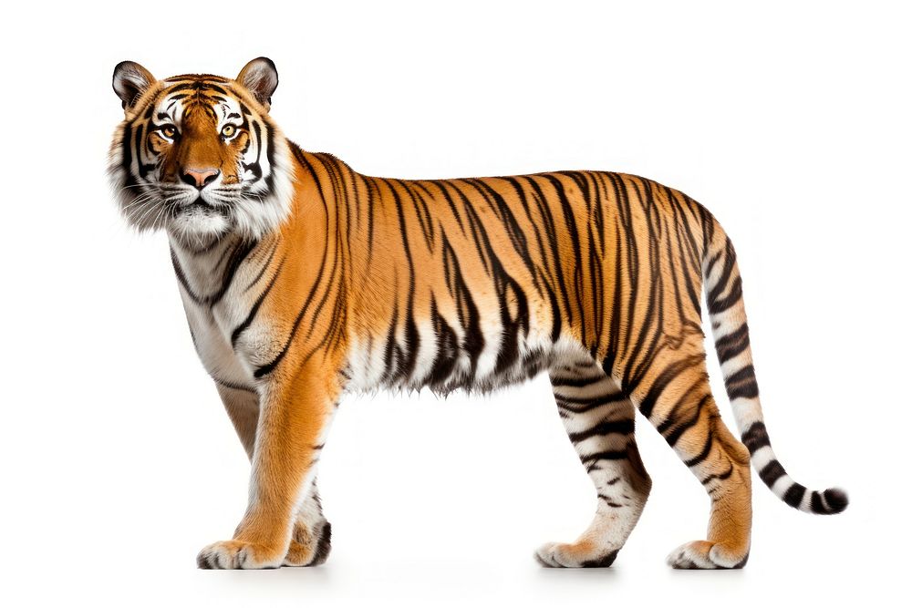 Tiger wildlife standing animal. | Premium Photo - rawpixel