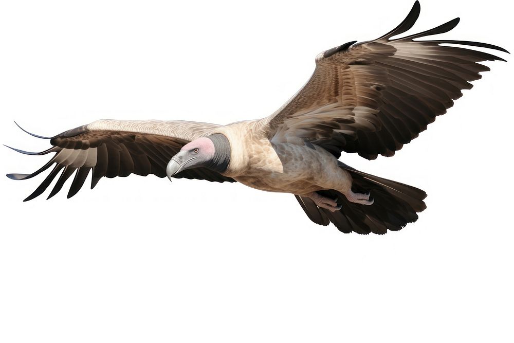 Vulture flying animal condor. | Free Photo Illustration - rawpixel