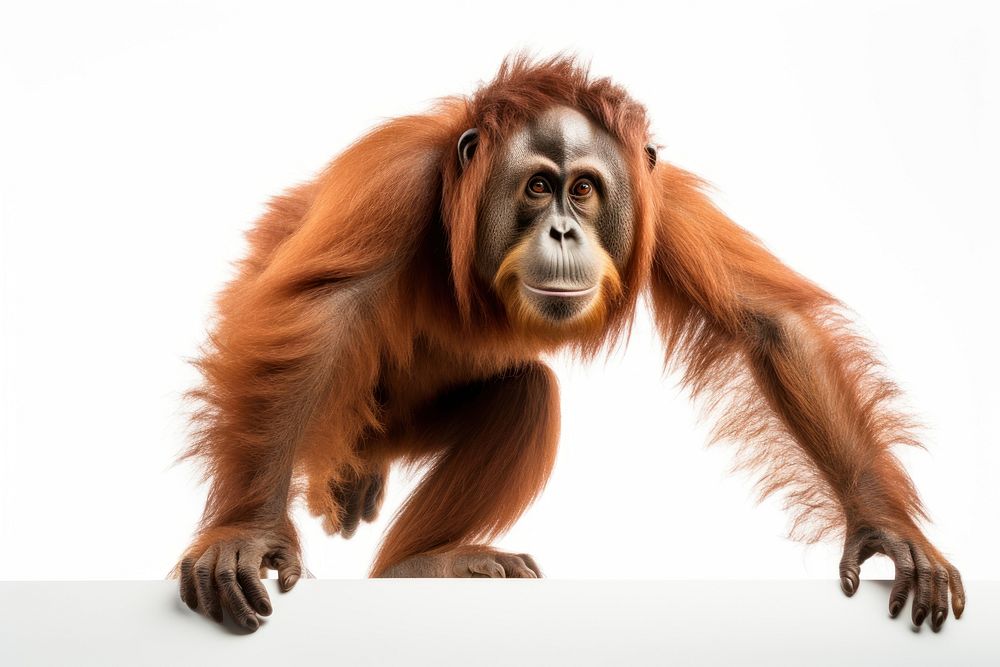 Orangutan wildlife mammal animal. | Premium Photo - rawpixel