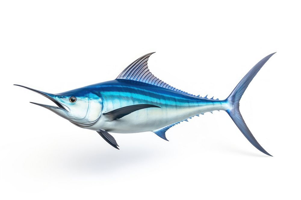 Fish swordfish animal white background. | Free Photo - rawpixel