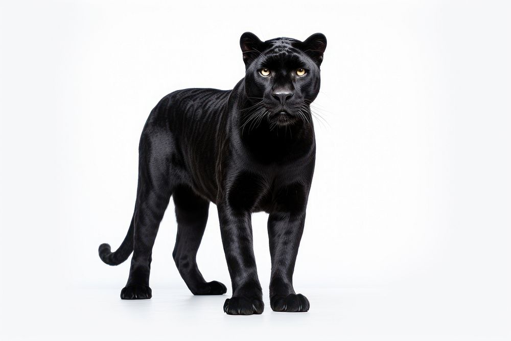 Wildlife panther mammal animal. AI | Free Photo - rawpixel