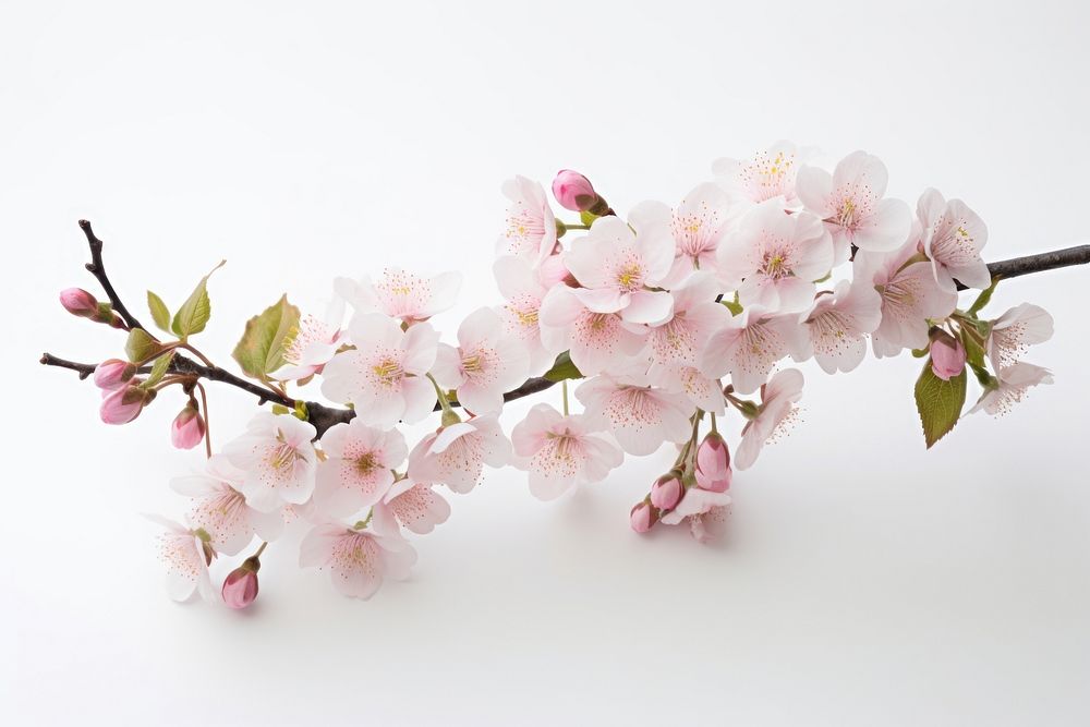 Blossom flower branch plant. | Free Photo - rawpixel