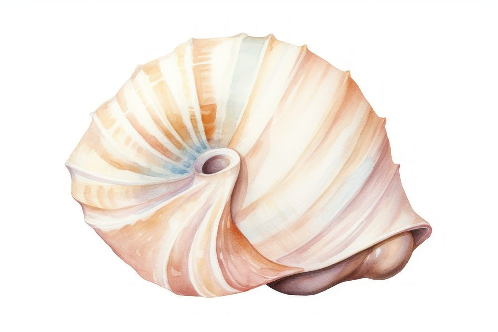 Seashell conch clam invertebrate. AI | Premium Photo - rawpixel