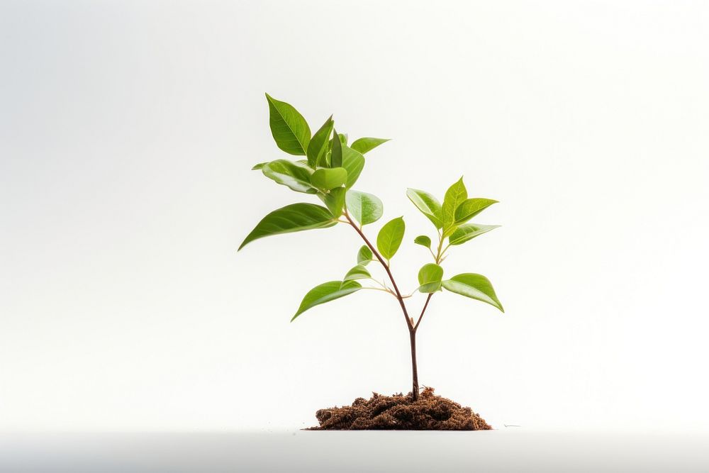 Sapling plant leaf soil. | Premium Photo - rawpixel