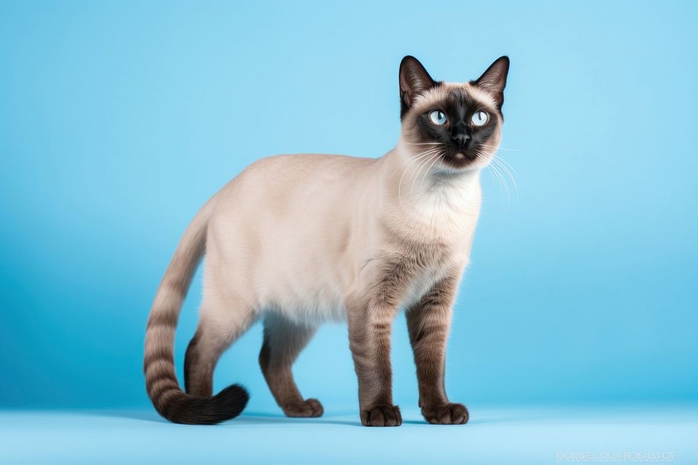 Siamese animal mammal pet. AI | Premium Photo - rawpixel