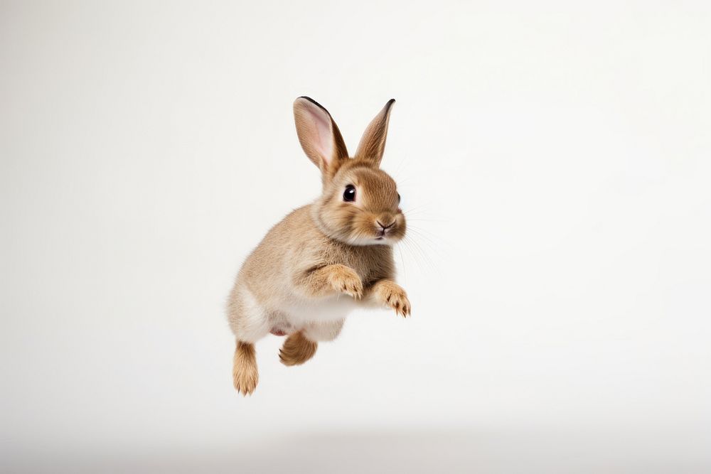 Jumping animal mammal rodent. AI | Premium Photo - rawpixel