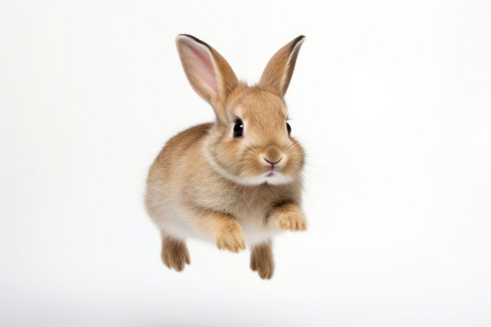Animal mammal rodent bunny. AI | Free Photo - rawpixel