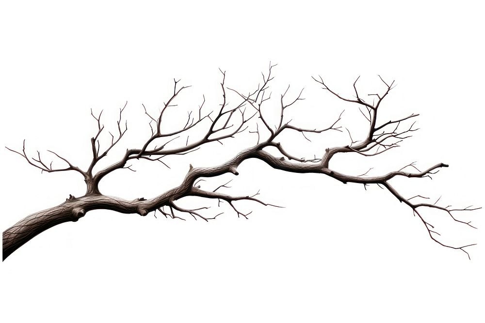 Tree branch sketch plant. AI | Premium Photo Illustration - rawpixel