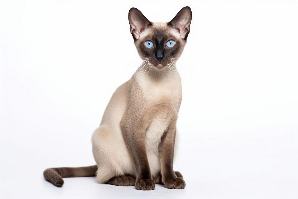 Siamese animal mammal pet. AI | Free Photo - rawpixel