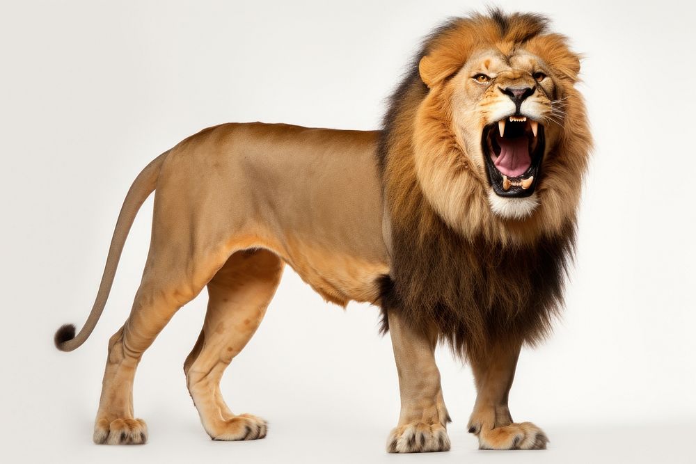 Roaring mammal animal lion. | Free Photo - rawpixel