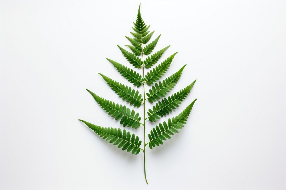 Fern plant leaf white background. | Free Photo - rawpixel