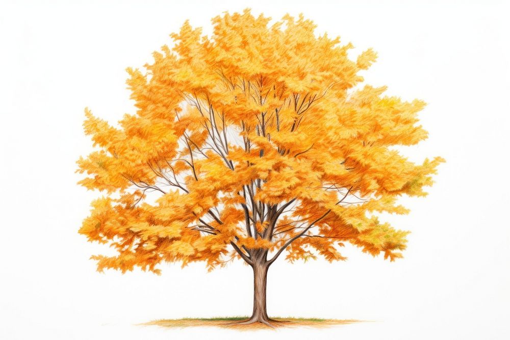 Tree autumn plant maple. AI | Free Photo Illustration - rawpixel