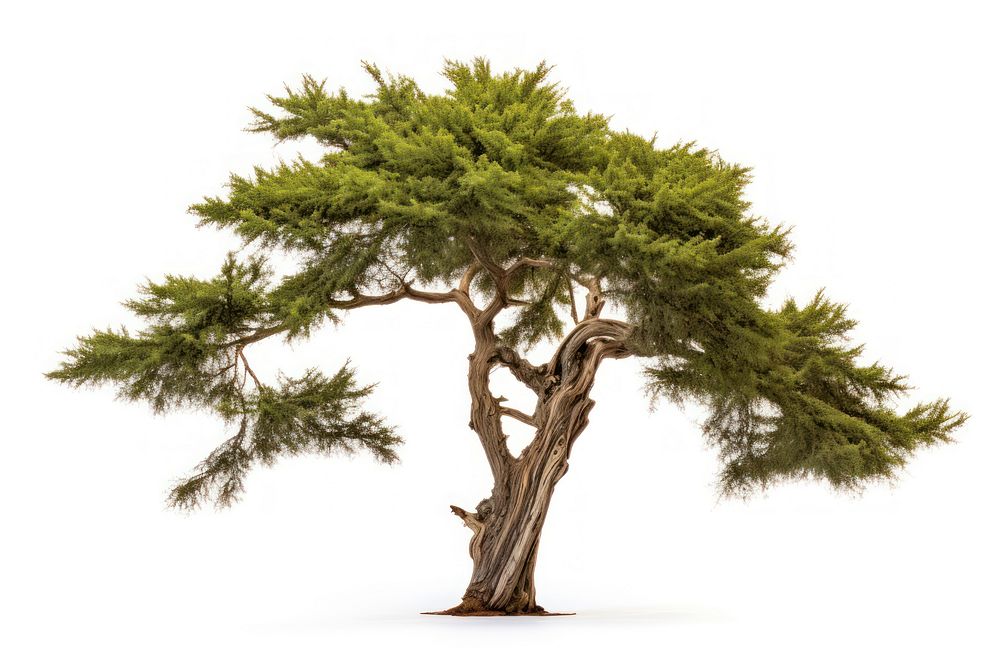 Italian cypress plant tree white | Free Photo - rawpixel