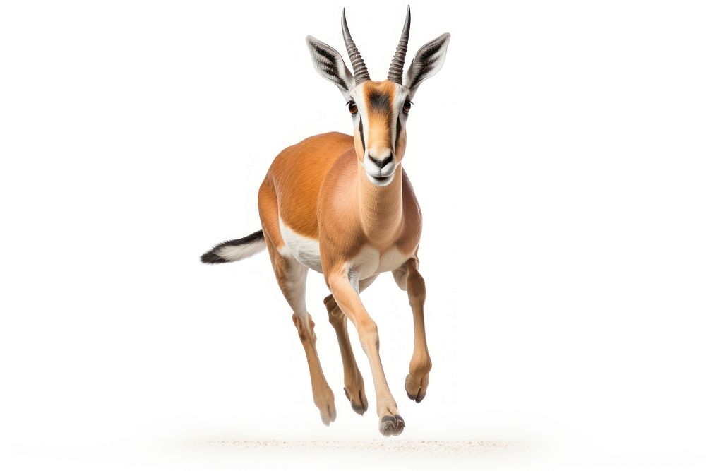 Springbok running wildlife animal mammal. | Premium Photo - rawpixel