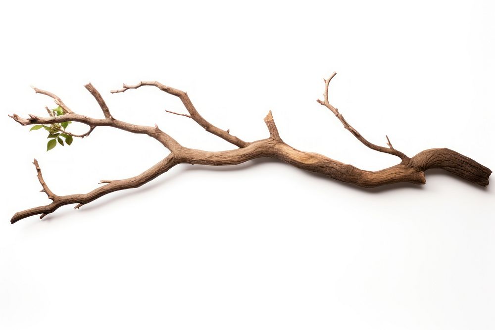 Tree driftwood branch plant. AI | Free Photo - rawpixel