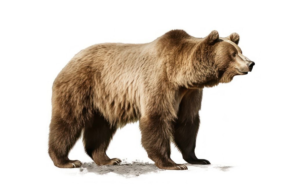 Bear wildlife mammal animal. | Free Photo Illustration - rawpixel