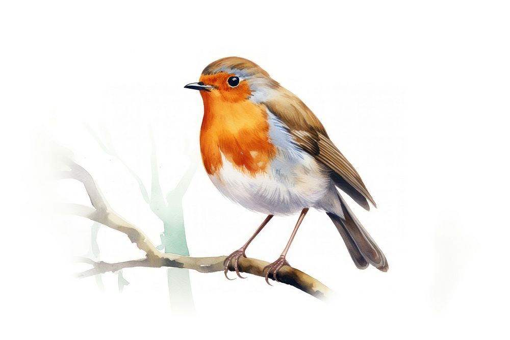 Robin bird animal white background. | Premium Photo Illustration - rawpixel