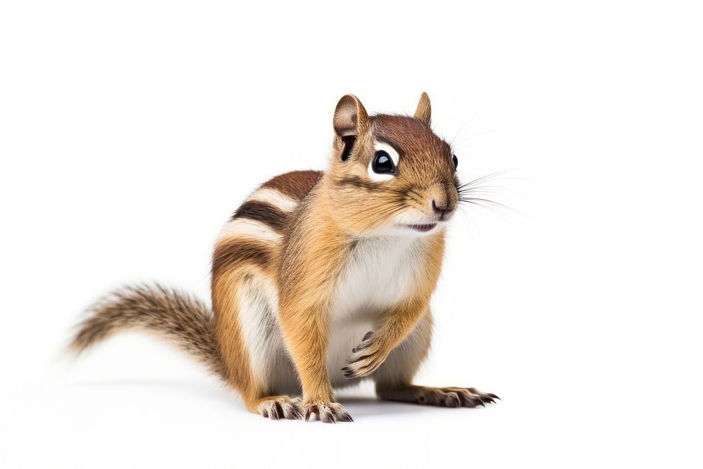 Chipmunk squirrel animal mammal. AI | Premium Photo - rawpixel