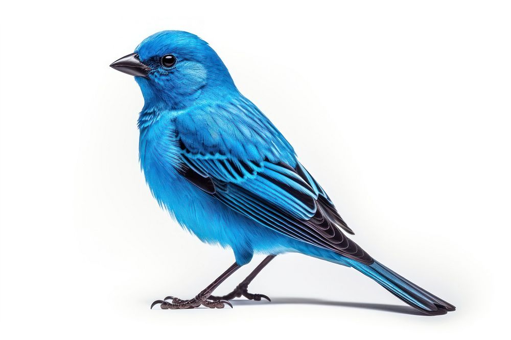 Bird animal white background wildlife. | Premium Photo - rawpixel