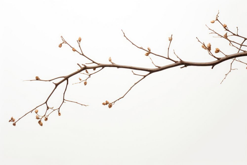 Outdoors nature plant twig. | Premium Photo - rawpixel
