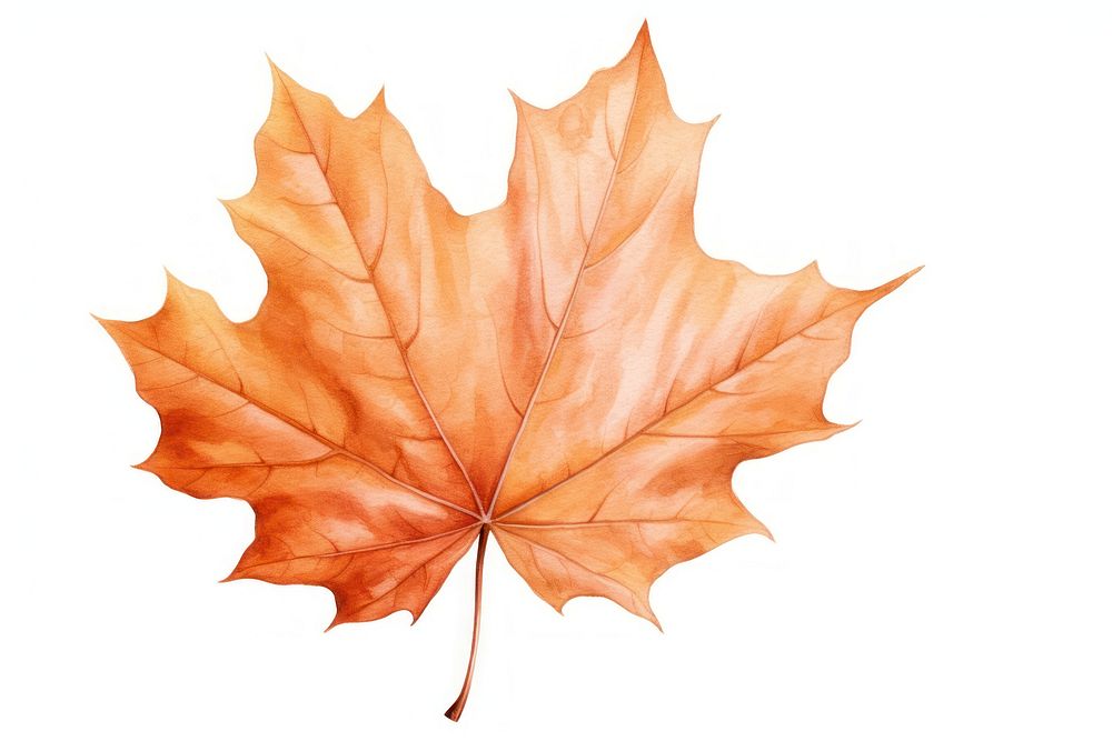 Maple leaf backgrounds autumn. | Premium Photo Illustration - rawpixel