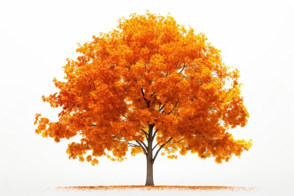 Tree plant maple leaf. AI | Premium Photo - rawpixel