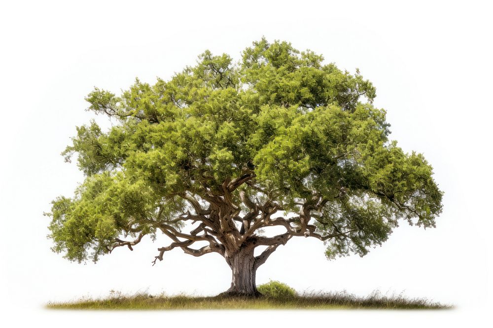 Tree plant oak white background. | Premium Photo - rawpixel