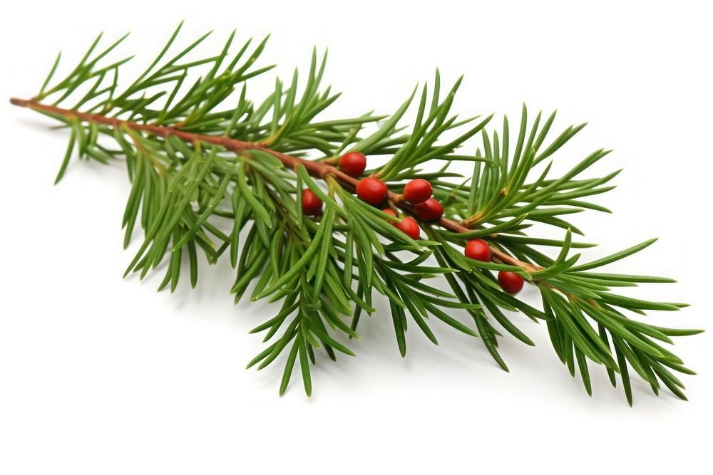 Plant tree leaf fir. AI | Free Photo - rawpixel