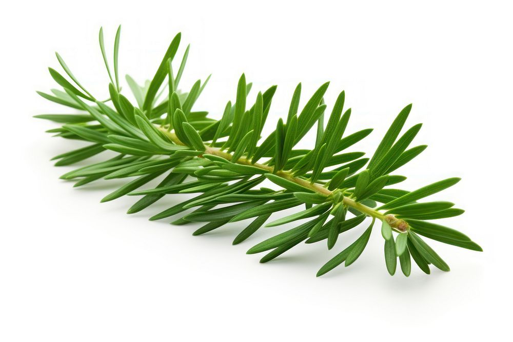 Plant leaf tree fir. AI | Free Photo - rawpixel