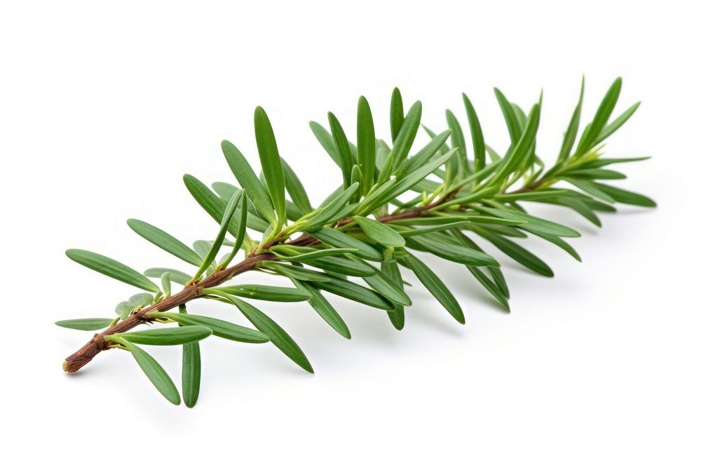 Plant leaf tree fir. | Free Photo - rawpixel