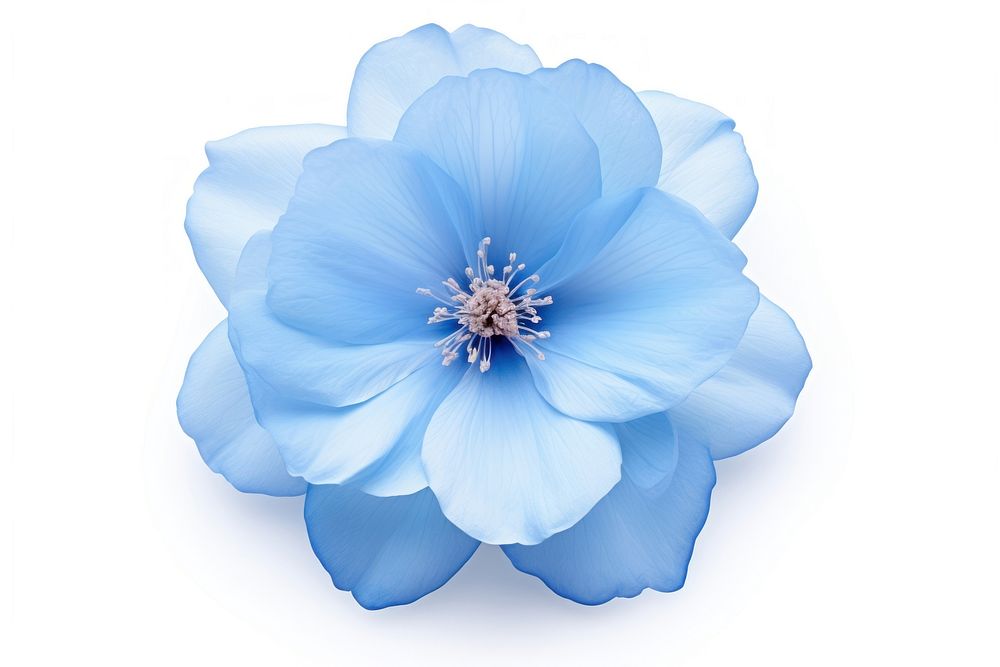 Blue Flower flower blossom nature | Premium Photo - rawpixel