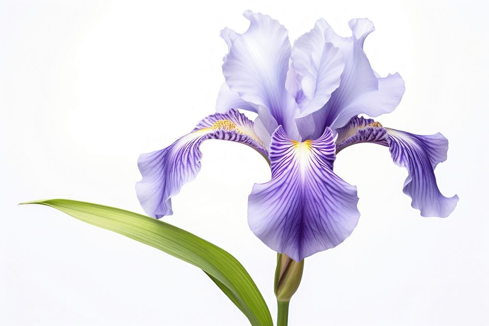 Iris virginica blossom flower petal. | Free Photo - rawpixel