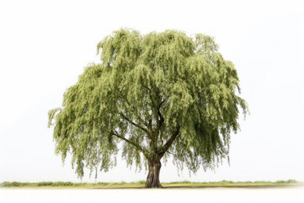 Tree willow plant white background. | Free Photo - rawpixel