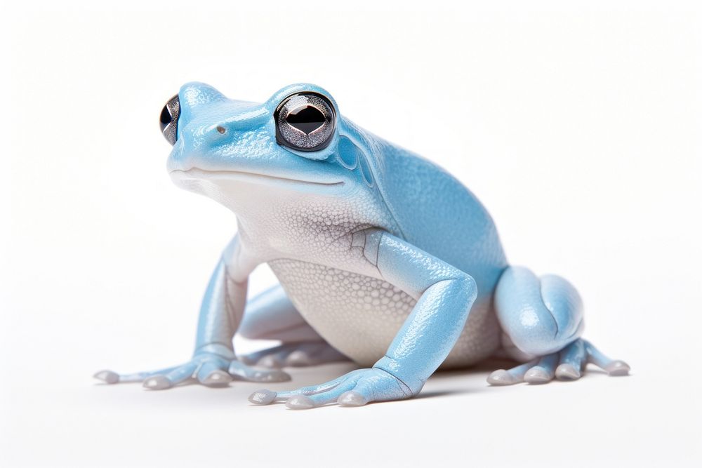 Baby white tree frog amphibian | Free Photo - rawpixel