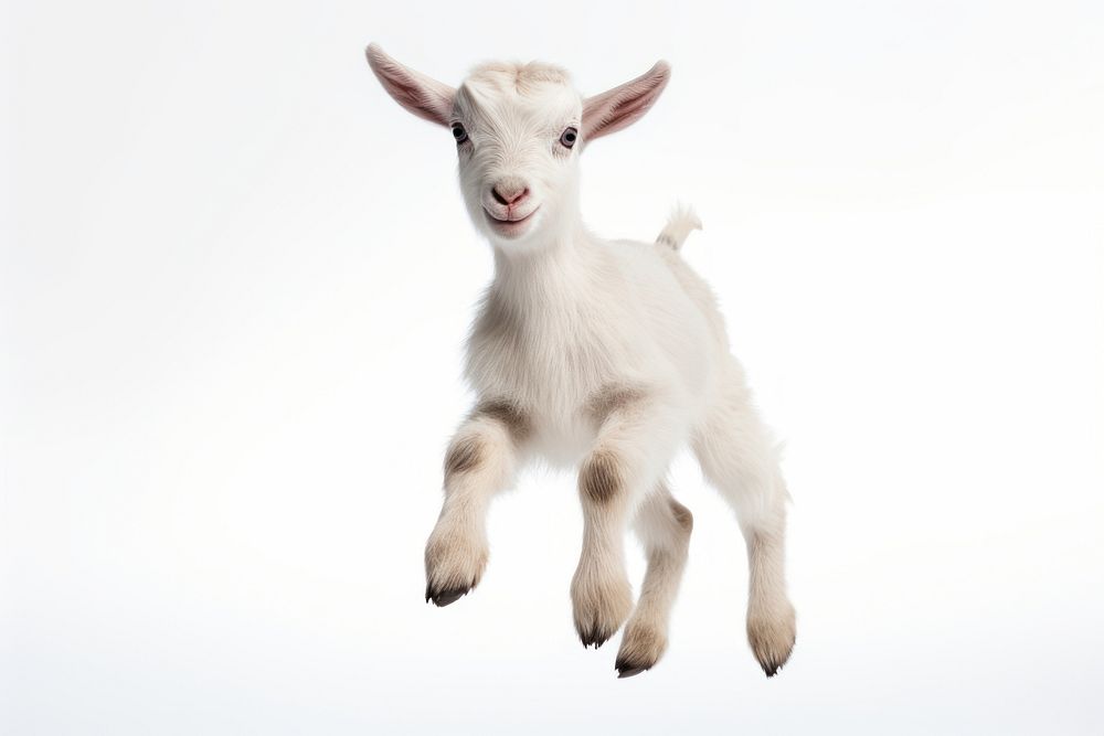 Livestock wildlife animal mammal. | Free Photo - rawpixel