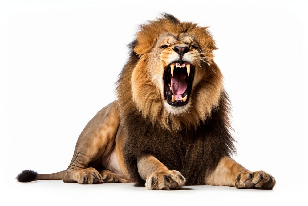 Wildlife roaring mammal animal. | Premium Photo - rawpixel