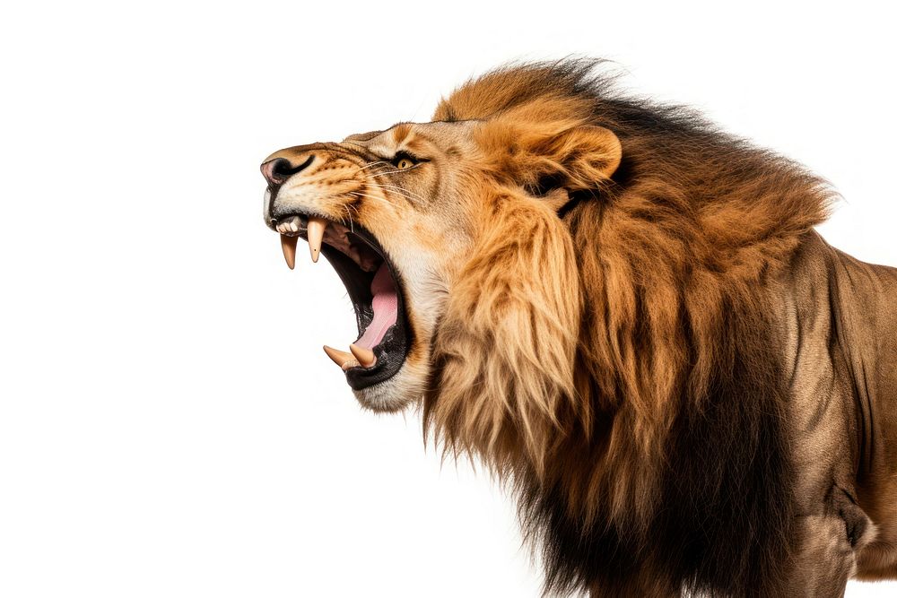 Wildlife roaring mammal animal. | Premium Photo - rawpixel