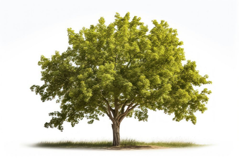 Tree plant white background tranquility. | Premium Photo - rawpixel