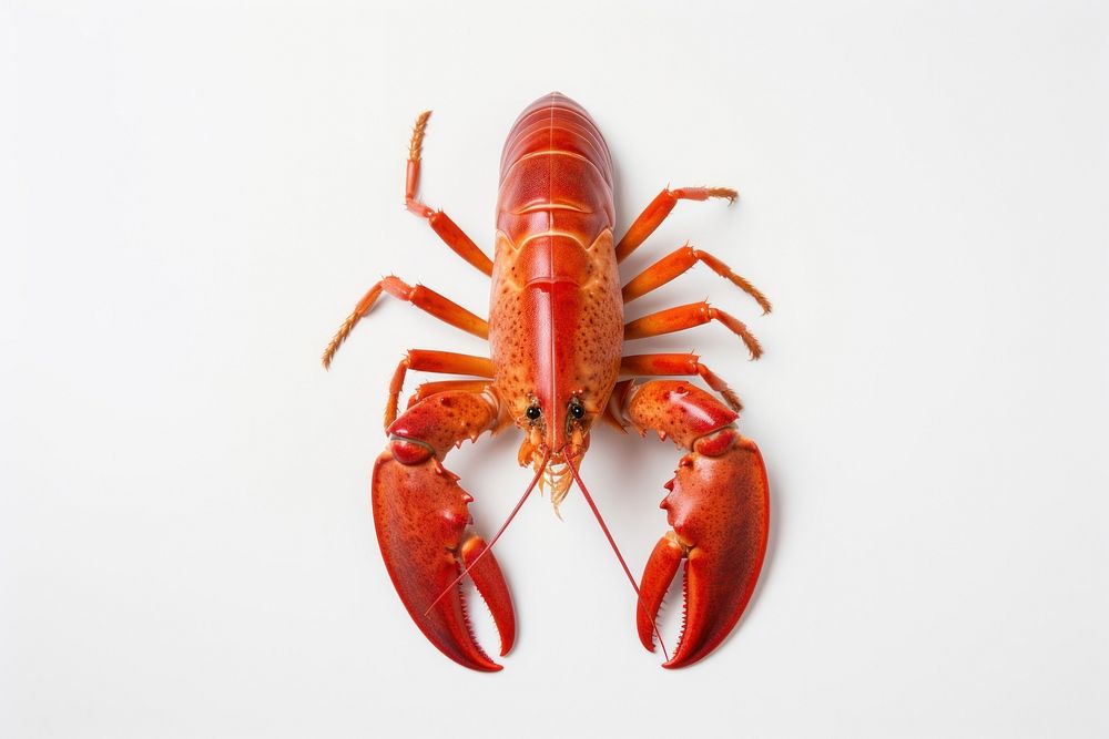 Lobster seafood animal invertebrate. | Free Photo - rawpixel