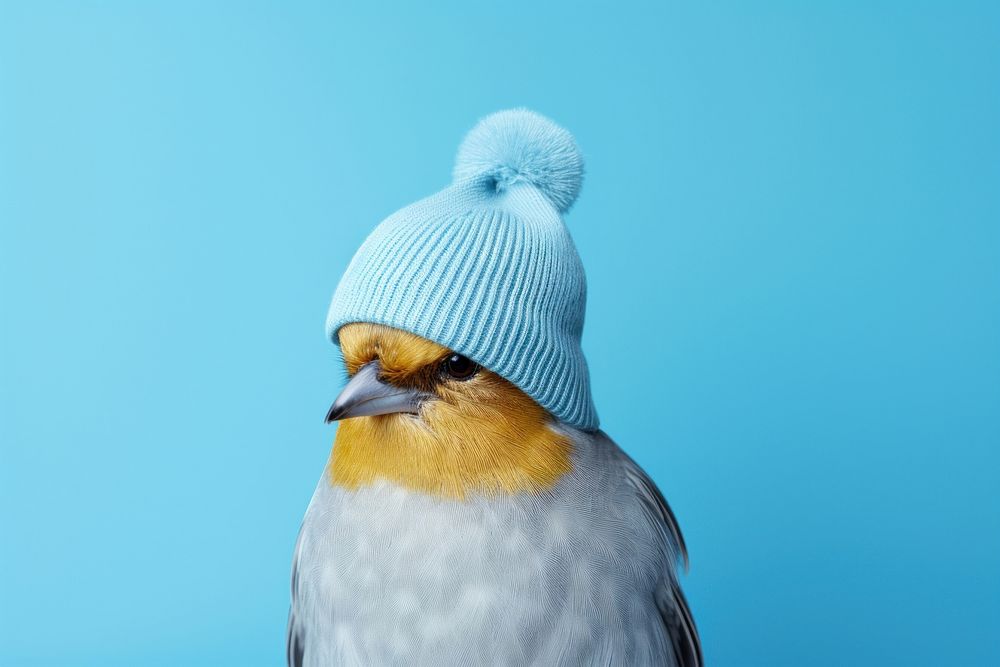 Bird animal beak wildlife. | Free Photo - rawpixel