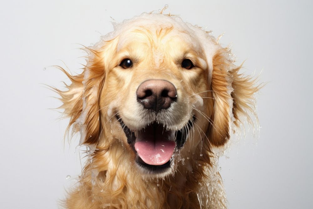 Retriever mammal animal pet. | Free Photo - rawpixel