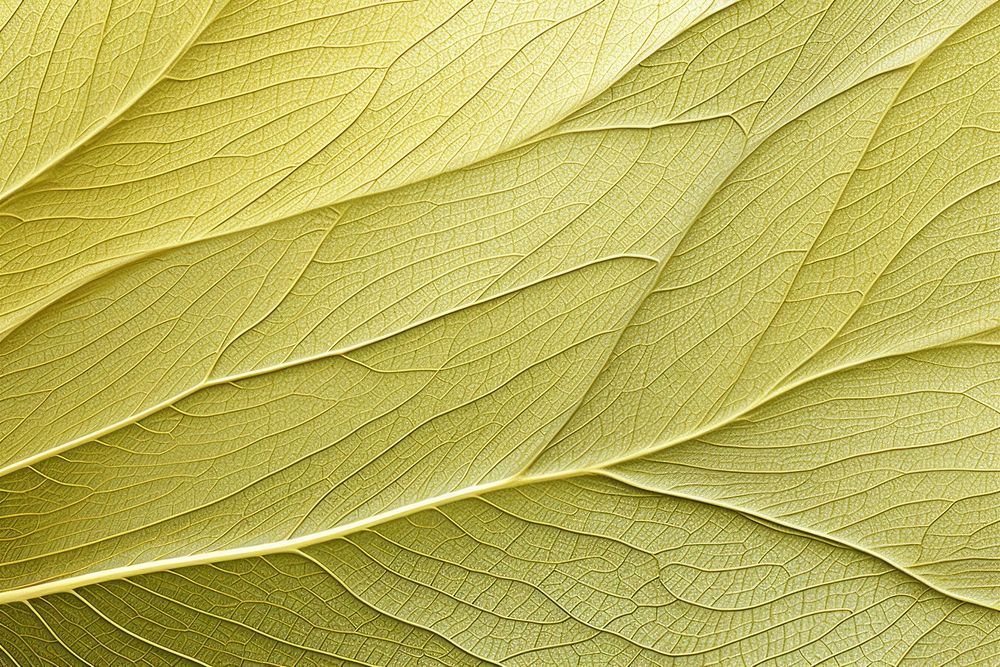 Leaf backgrounds texture plant. AI | Free Photo Illustration - rawpixel