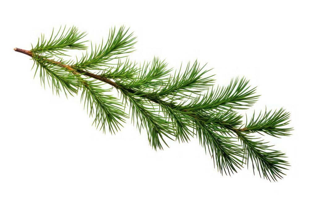 Pine Tree pine tree branch. | Premium Photo - rawpixel
